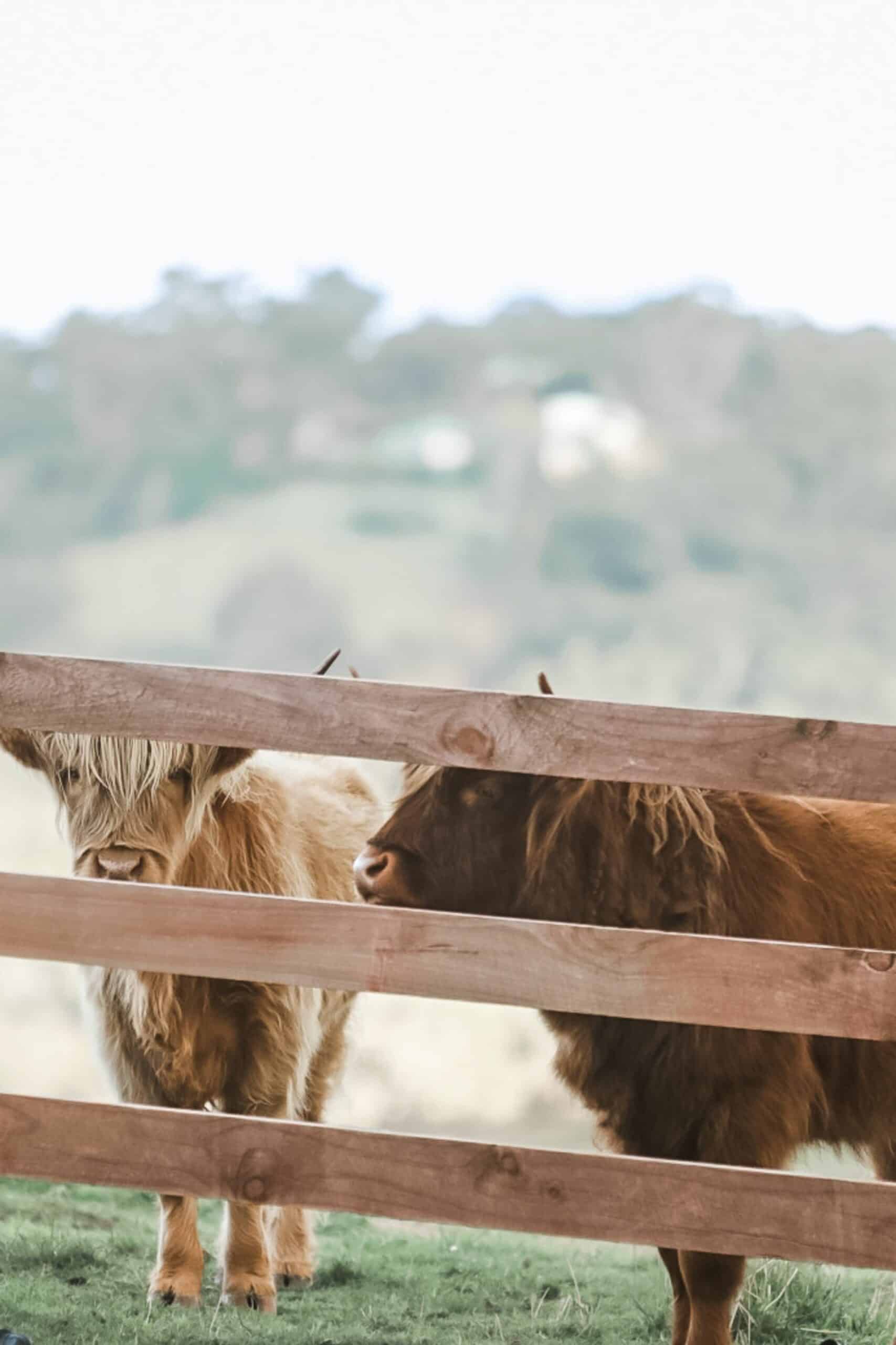 Cattle – Hamlet and Fields